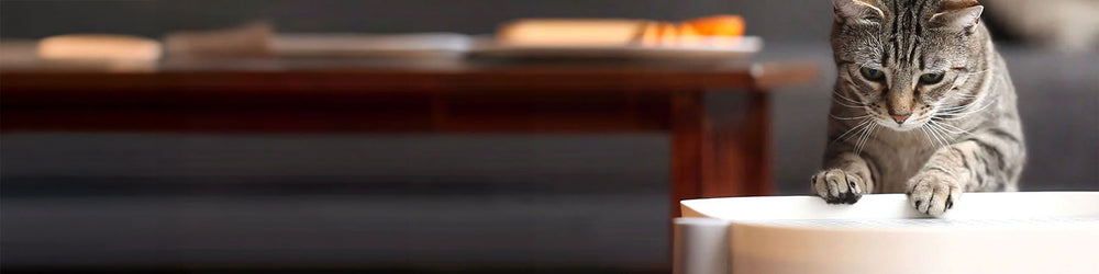 Our Story - Modkat CA